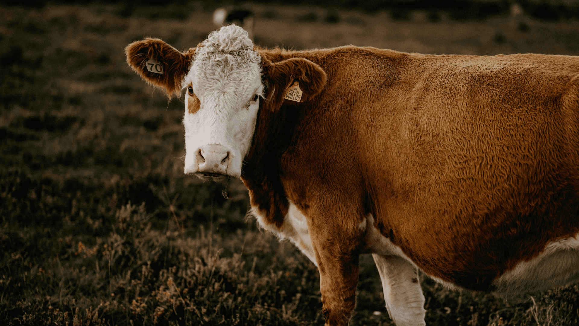 The Purple Cow Principle: How to Swap Predictable for Remarkable in ...